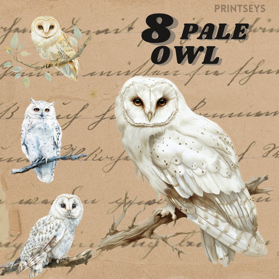 Beautiful Pale Owl Digital Stickers, Barn Owl Png, Bird Png, Cute Owl ...