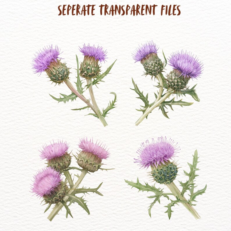 Floral Thistle Flower Clipart Set, Plant PNG Stickers,vintage Botanical ...