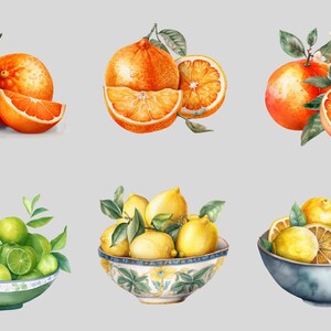 Watercolour Citrus Fruit Clipart Bundle, Orange, Lemon, Lime Clipart ...