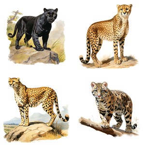 Best BIG Cat Clipart Bundle, Tiger, Lion, Lynx, Cheetah, Jaguar Png ...