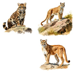 Best BIG Cat Clipart Bundle, Tiger, Lion, Lynx, Cheetah, Jaguar Png ...