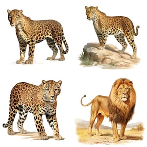 Best BIG Cat Clipart Bundle, Tiger, Lion, Lynx, Cheetah, Jaguar Png ...