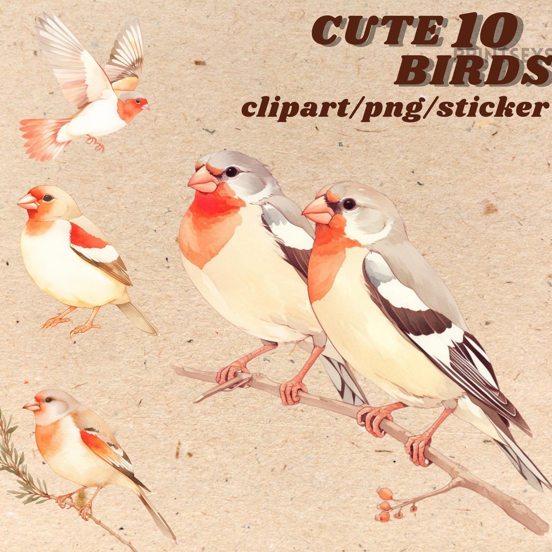Cute Watercolour Pet Bird Clipart Bundle, Cute Animals, Cute Bird ...