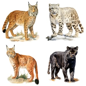 Best BIG Cat Clipart Bundle, Tiger, Lion, Lynx, Cheetah, Jaguar Png ...