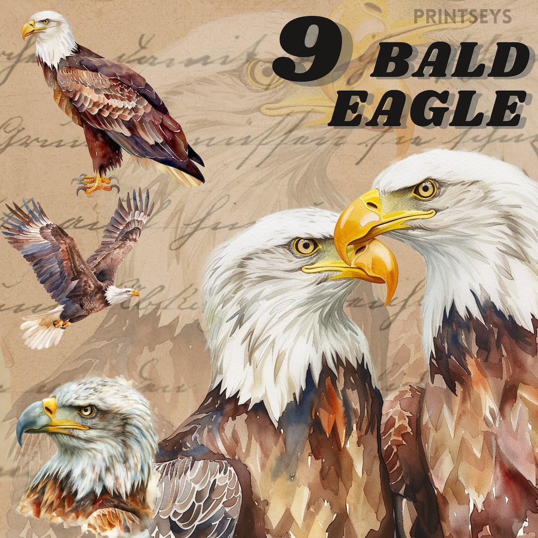 Cute Watercolour Balde Eagle Bird Clipart Bundle, Cute Animals, Cute ...