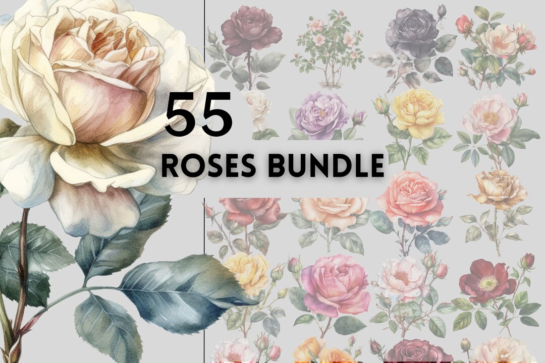 Best Watercolour Rose Clipart Bundle, English Roses, Miniature Roses ...