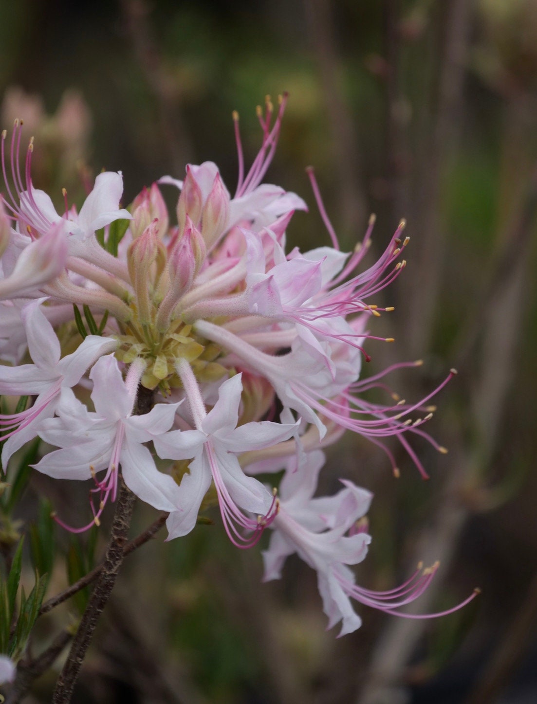 Mystery 3 Pack Native Deciduous Azaleas - Etsy