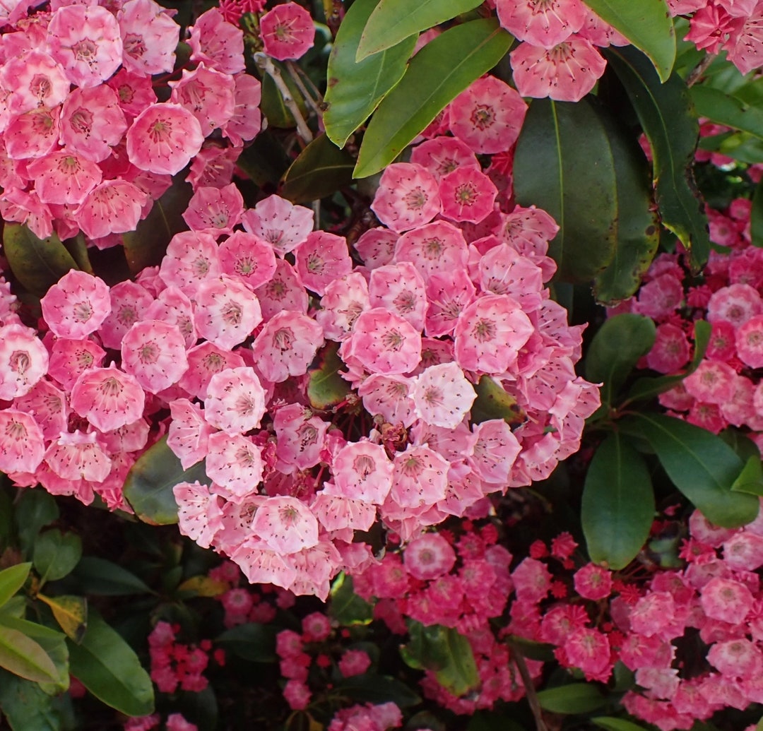 5x Kalmia Latifolia sarah - Etsy