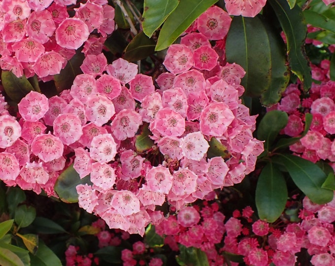 5x Kalmia Latifolia sarah - Etsy