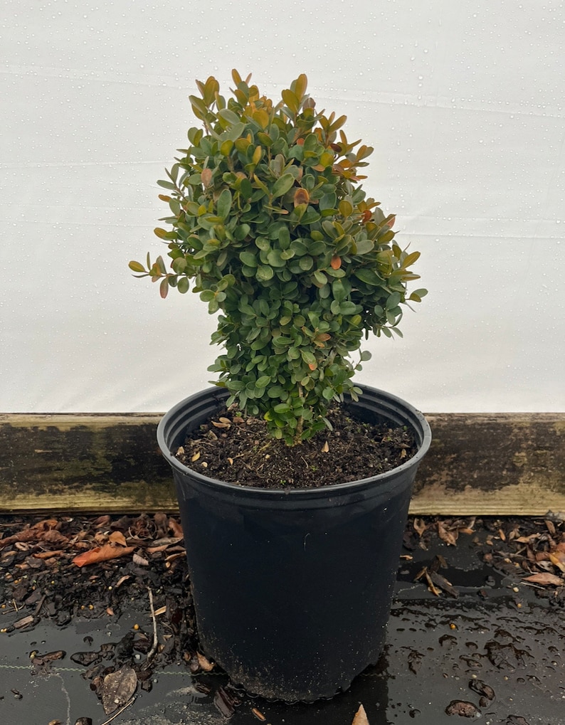 5x julia Jane Boxwood - Etsy