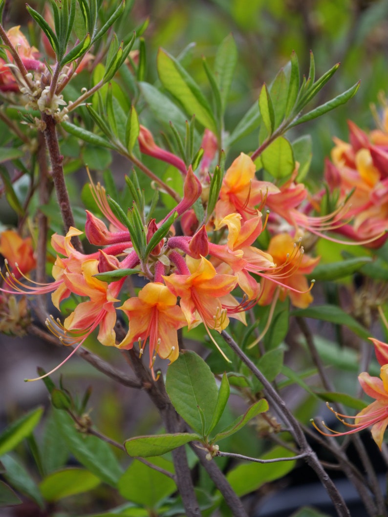Mystery 3 Pack Native Deciduous Azaleas - Etsy