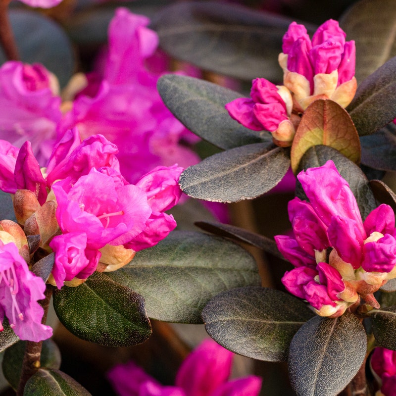 Rhododendron - Etsy