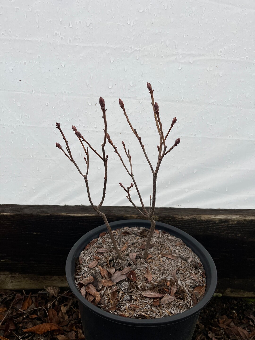 5 Azalea marydel R. Atlanticum Hybrid, 5 Live Plants - Etsy