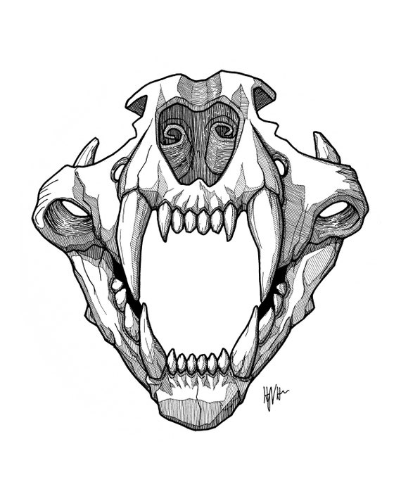 Tiger Skull Drawing