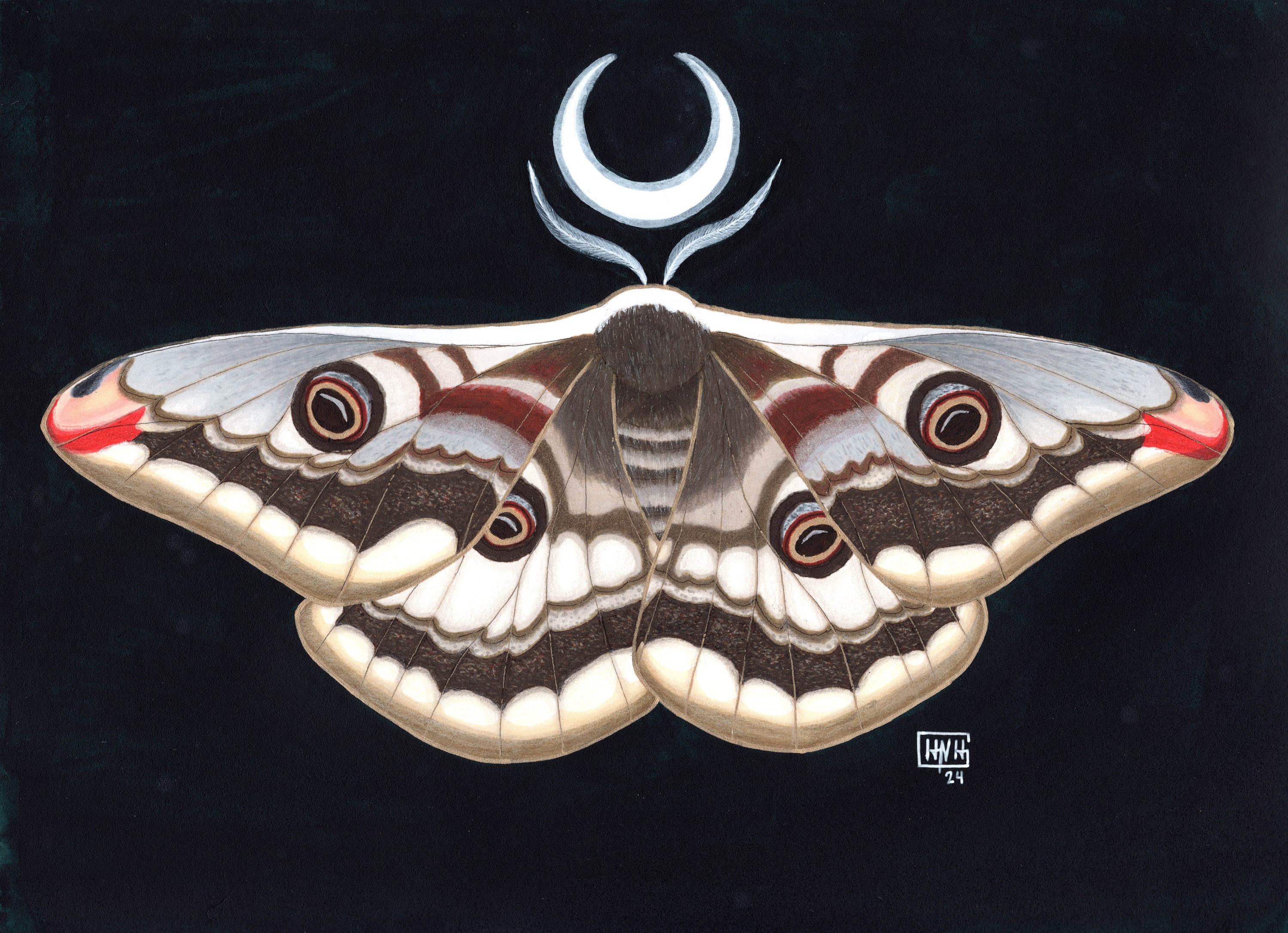 EMPEROR MOTH Archival Print Moth Fine Art Print Pen and Ink Drawing ...