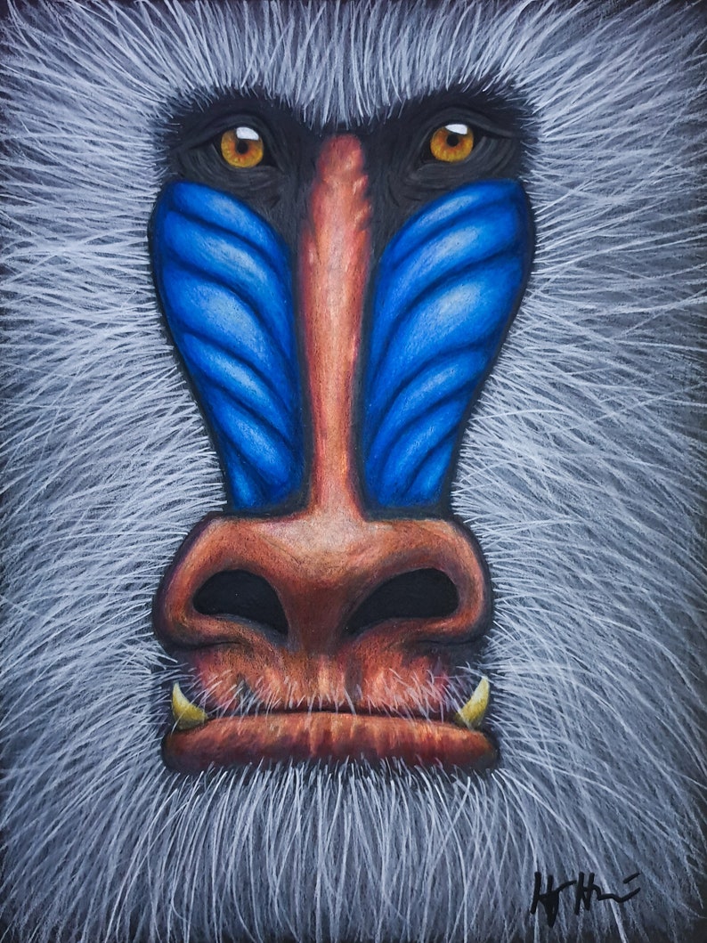 MANDRILL Print Animal Fine Art Print Colored Pencil Drawing Original ...