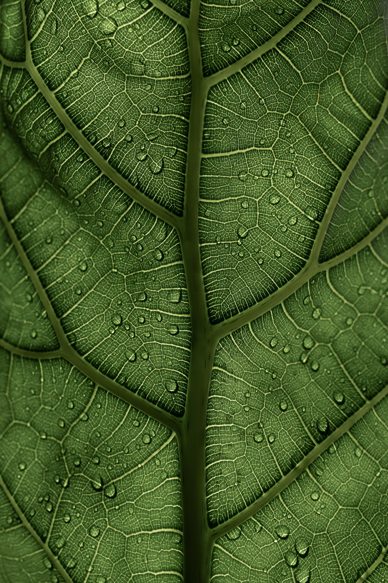 Gorgeous Green Leaf Nature Art - Etsy
