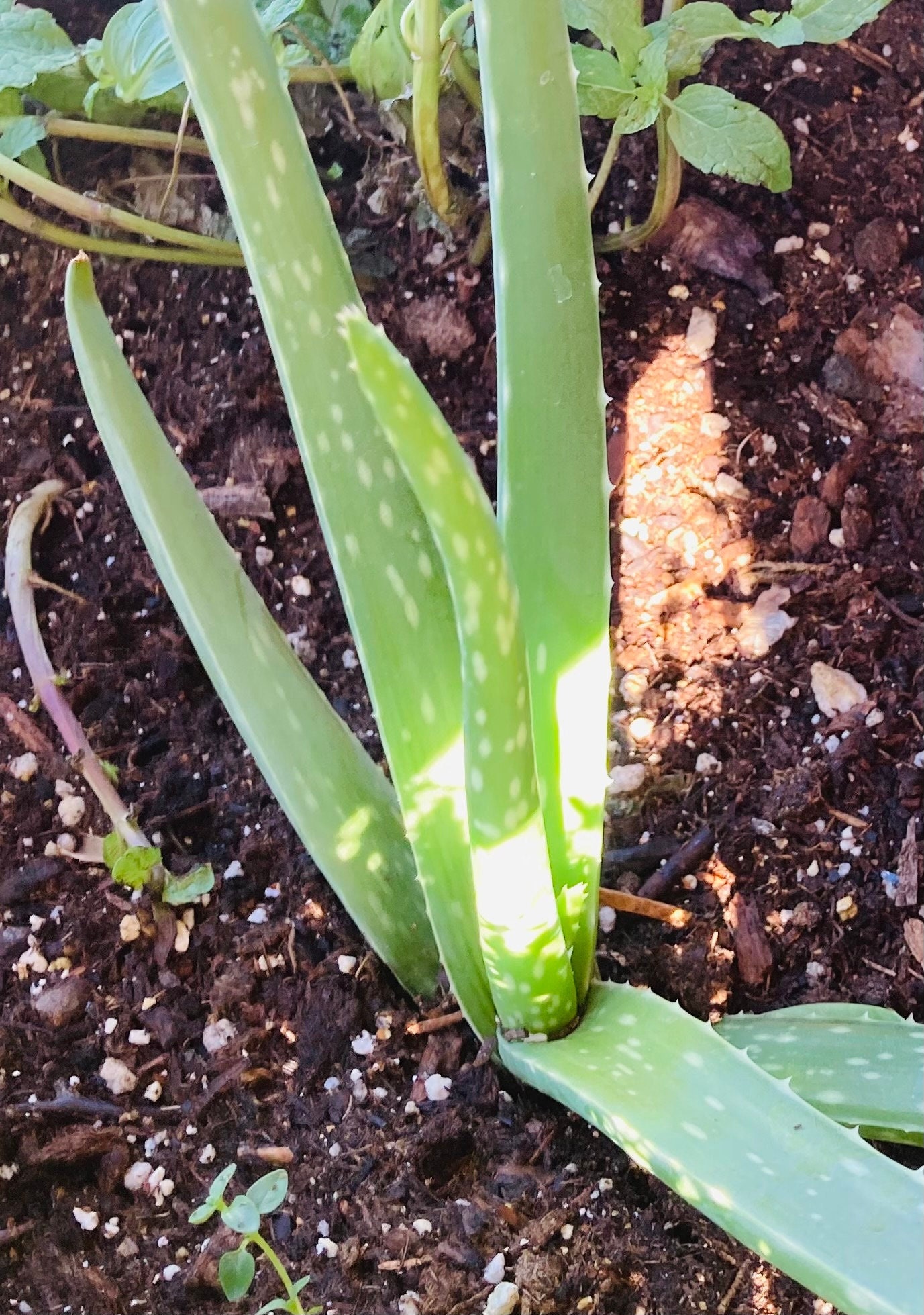 Herb Planters, Plants, House Plants, Container Plants, Shells, Mini ...