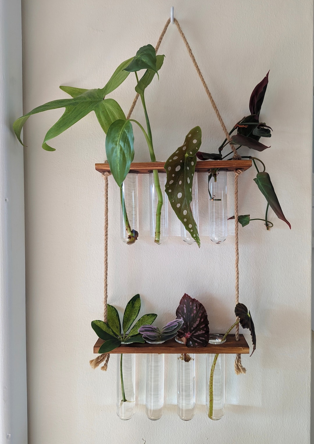 Plant Propagation Station | Grow Plants Starter Station | Gifts for Him ...
