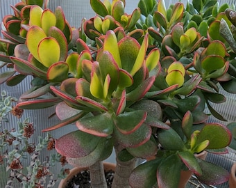Crassula Ovata Hummel's Sunset Yellow Jade Plant in 5 Gallon Pot About ...