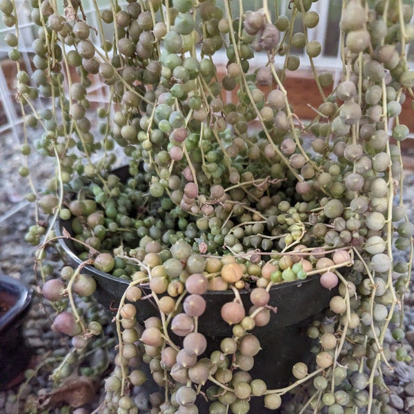 String of Pearls - Etsy