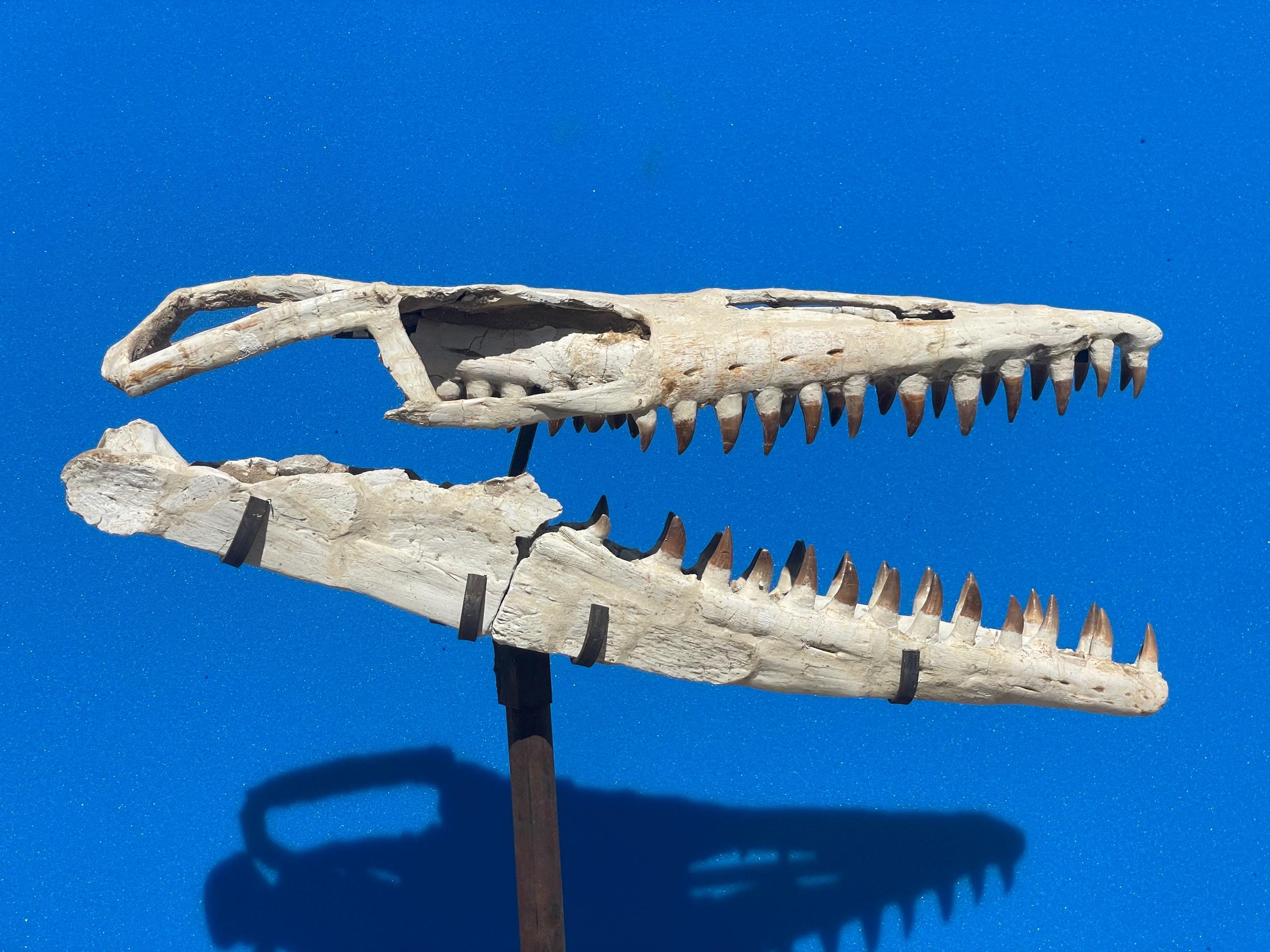 The Mosasaurus Skull - Etsy