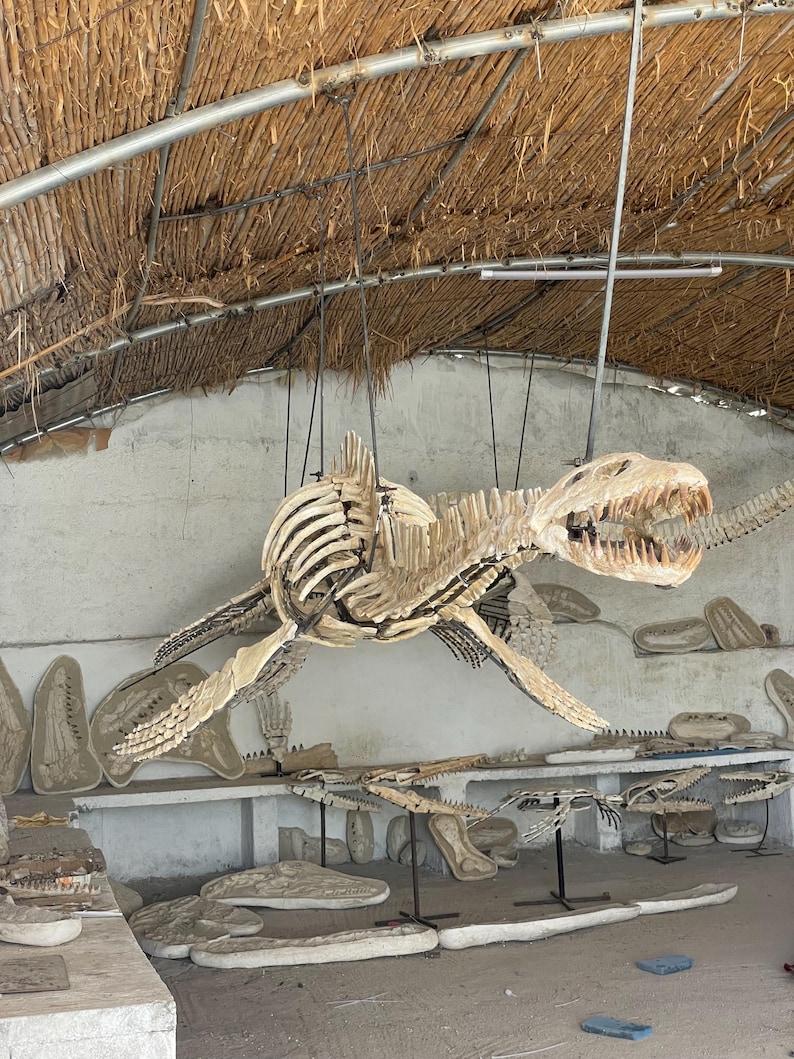Plesiosaur Skeleton: Extinct Marine Reptile Fossil (4.10m Original ...