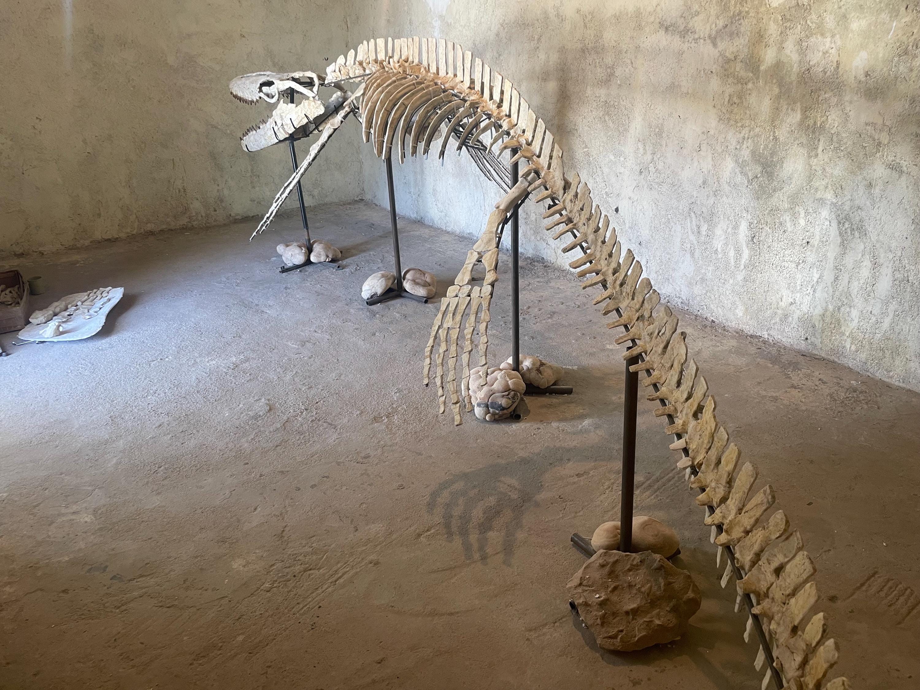 The Mosasauru Skeleton 8 Meters - Etsy