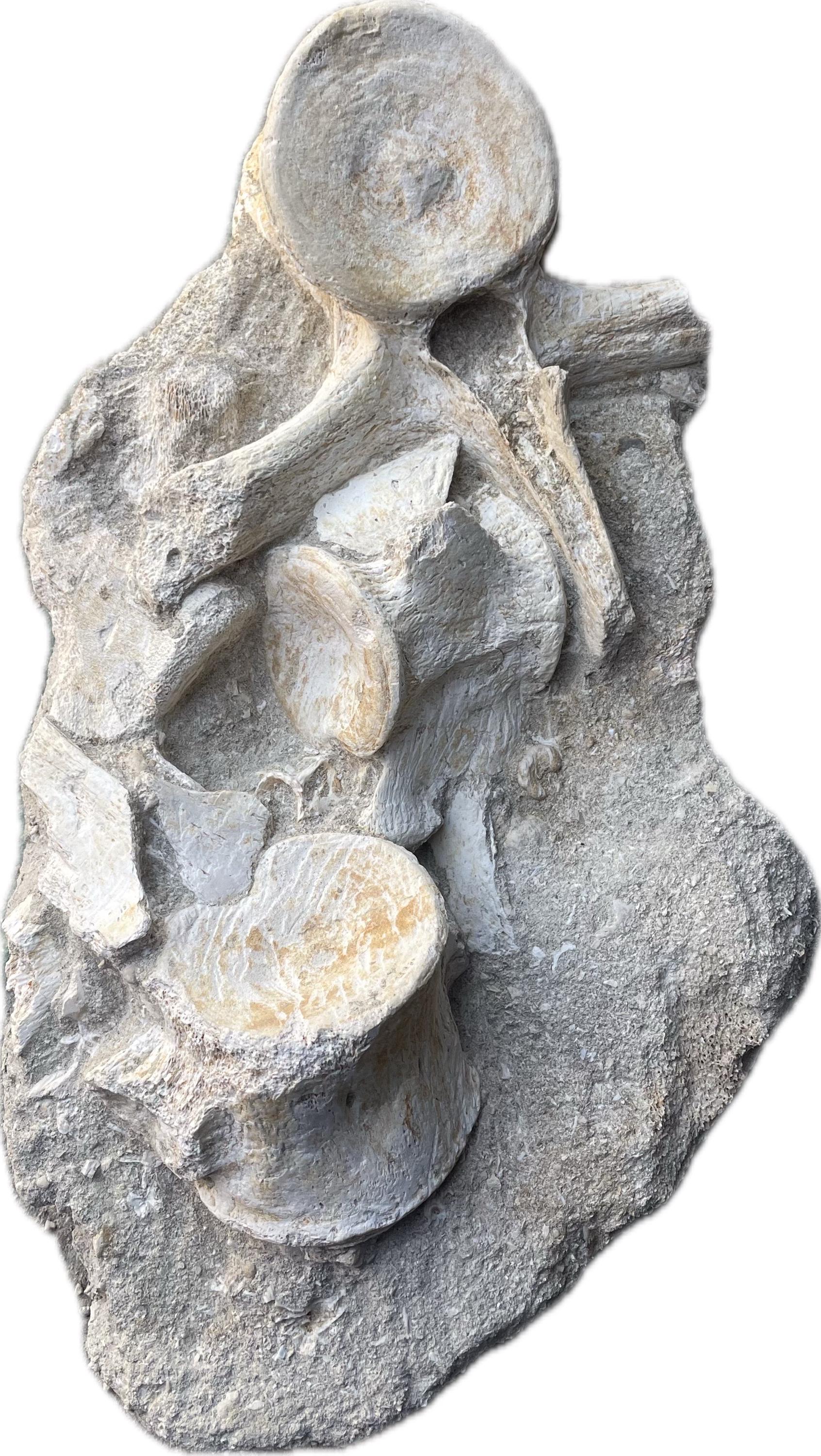 The Plesiosaurs Fossils - Etsy