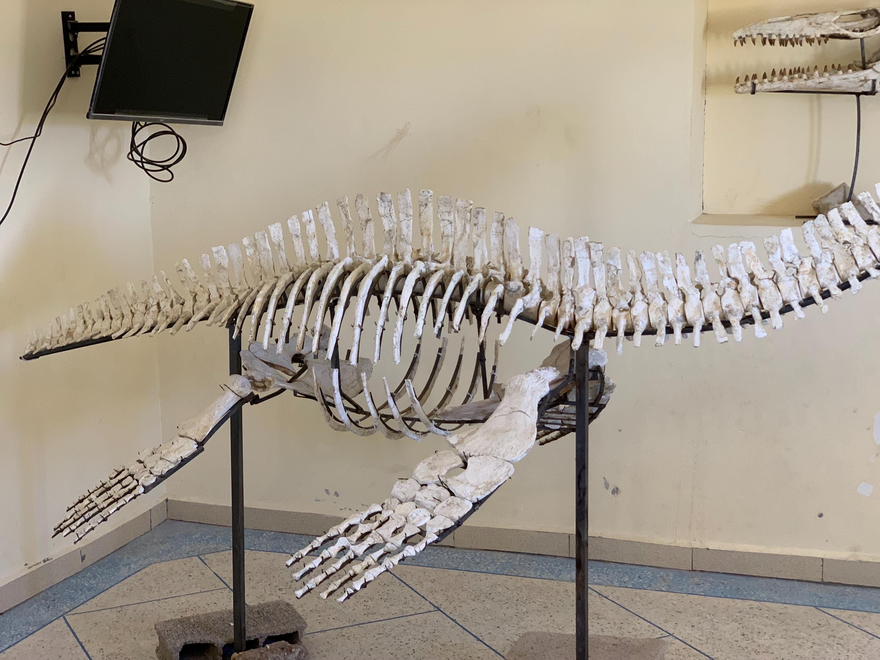 The Plesiosaurs Skeleton - Etsy