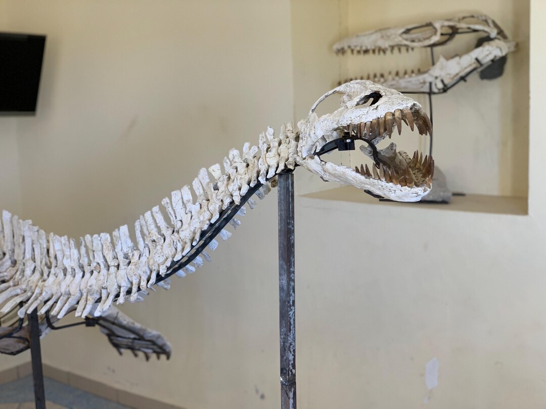 Original Plesiosaur Skeleton: Extinct Marine Reptile (3.5m) - Etsy