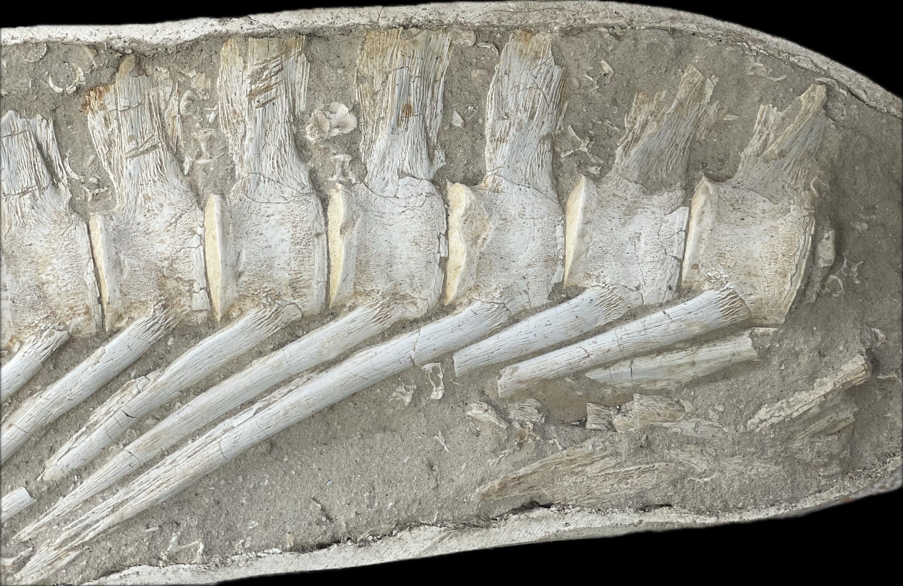 Mosasaurus Vertebrae Fossil: Authentic Cretaceous Marine Predator Bone ...