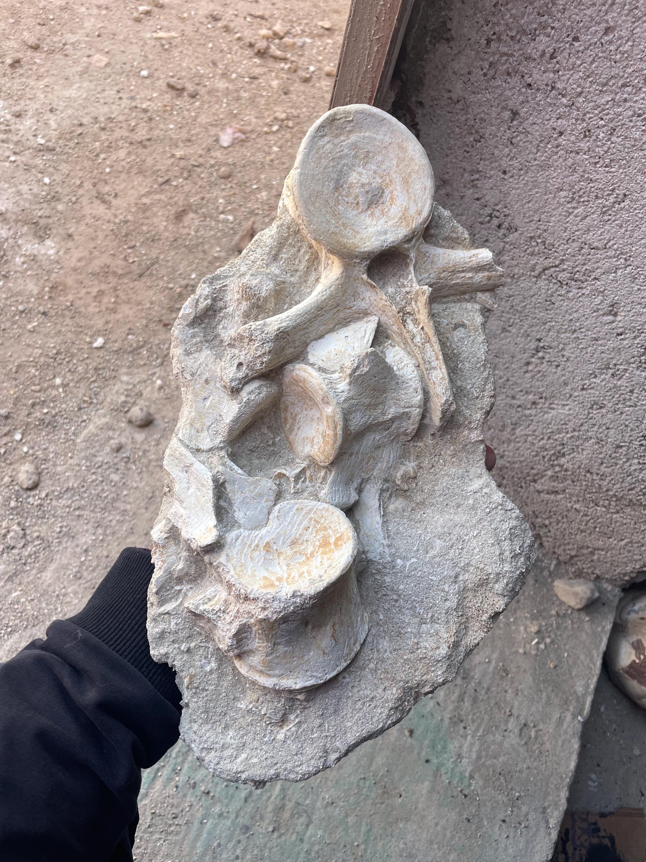 The Plesiosaurs Fossils - Etsy