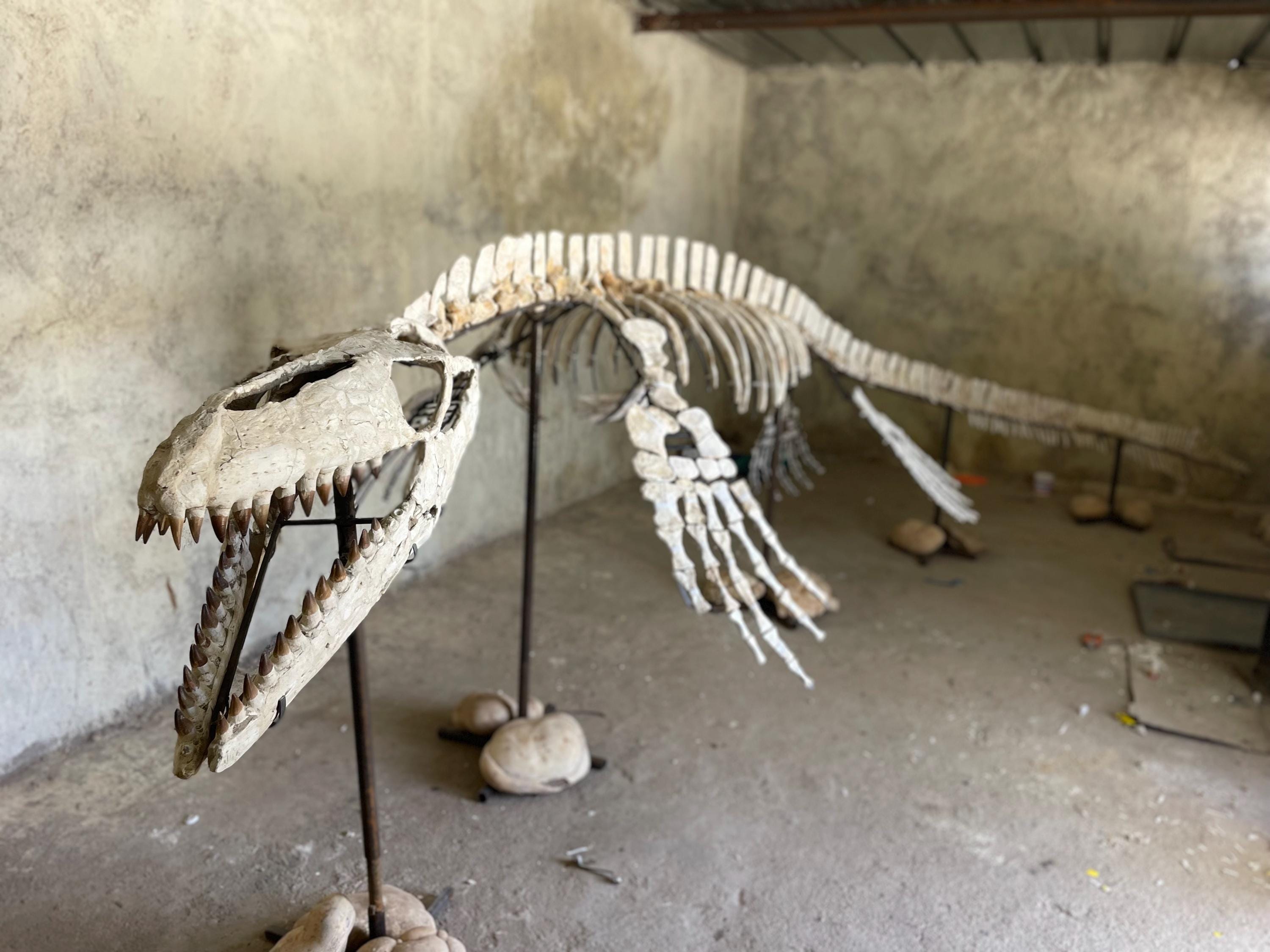 The Mosasauru Skeleton 8 Meters - Etsy