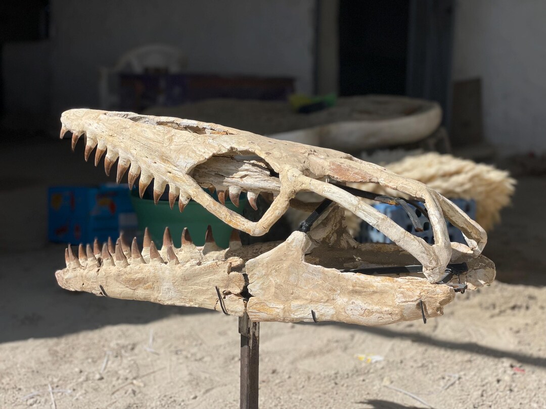 The Mosasaurus Skull - Etsy