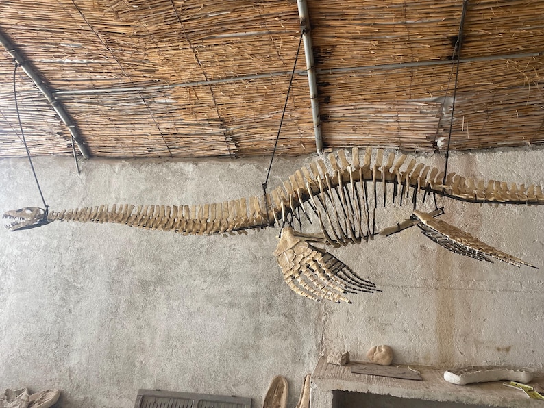 Plesiosaur Skeleton: Extinct Marine Reptile Fossil (4.10m Original ...
