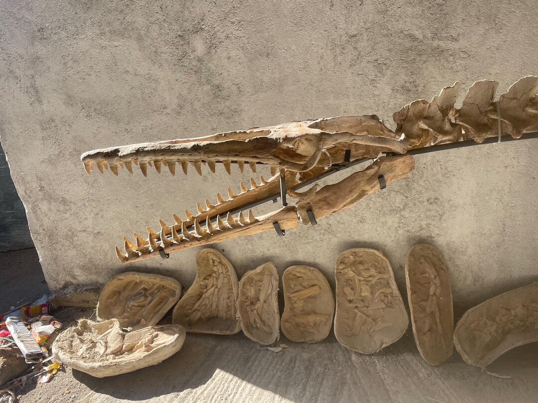 The Mosasaurus Skeleton - Etsy UK