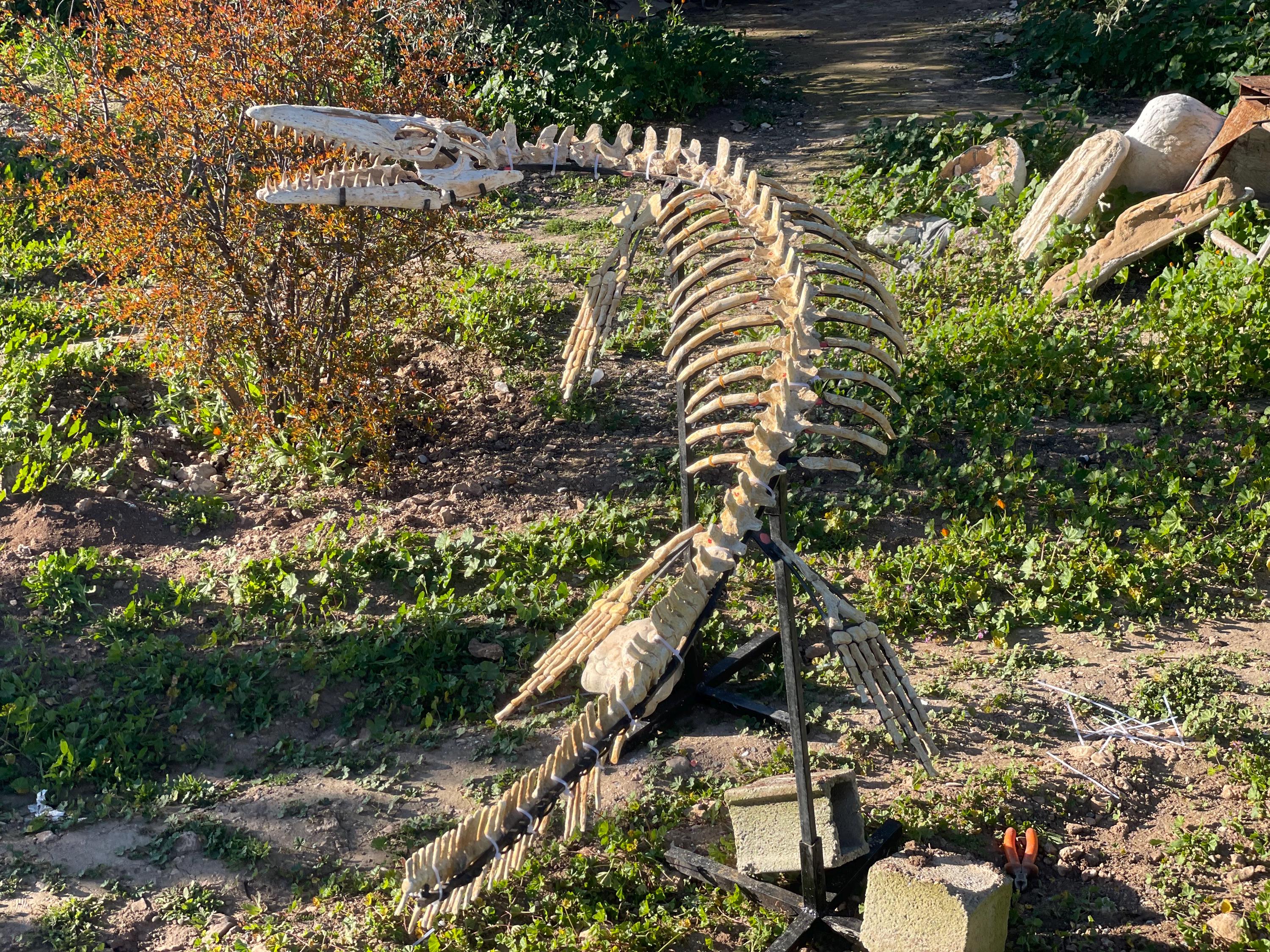 The Mosasauru Skeleton 3 Meters (300cm) - Etsy