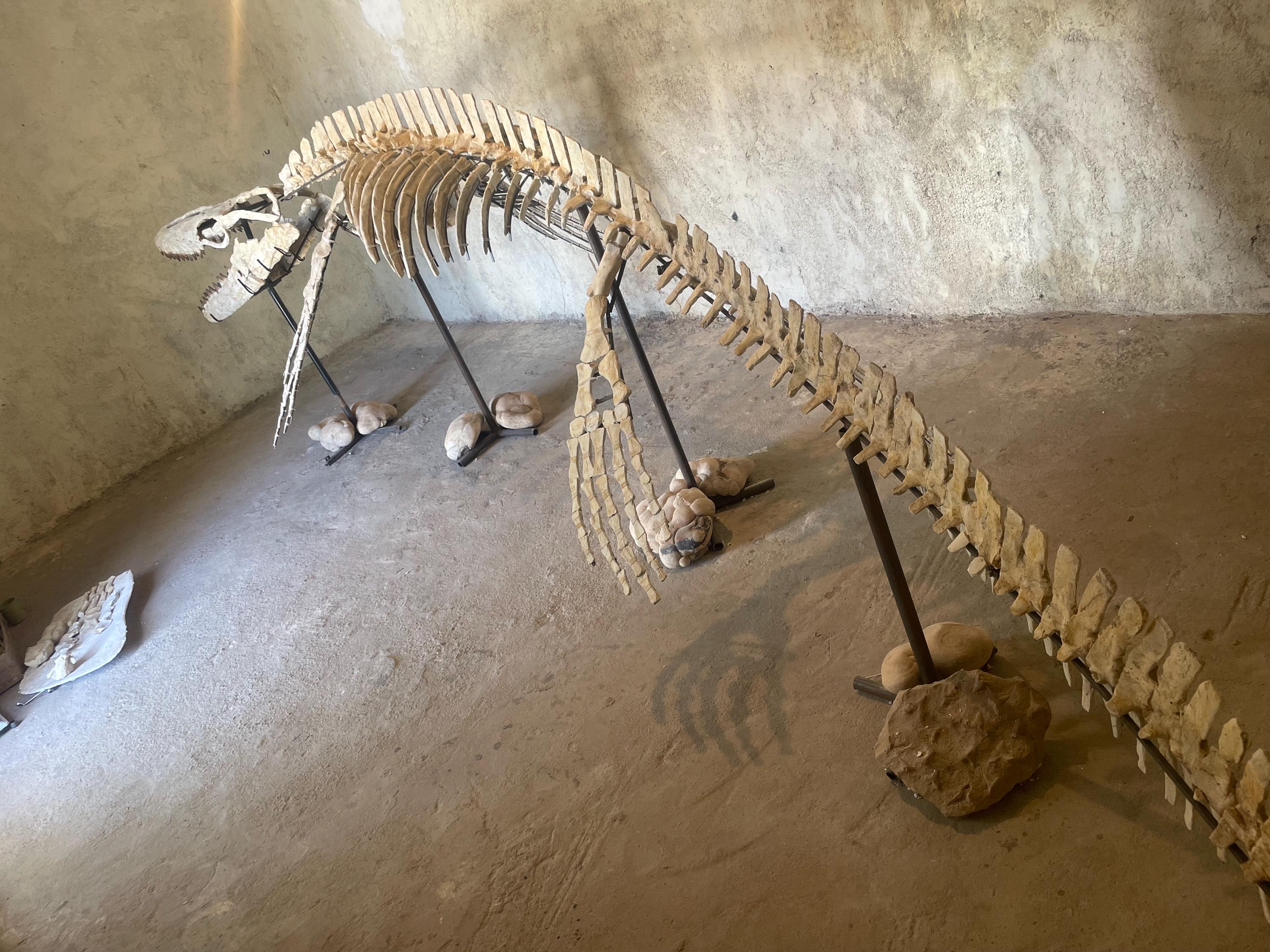 The Mosasauru Skeleton 8 Meters - Etsy