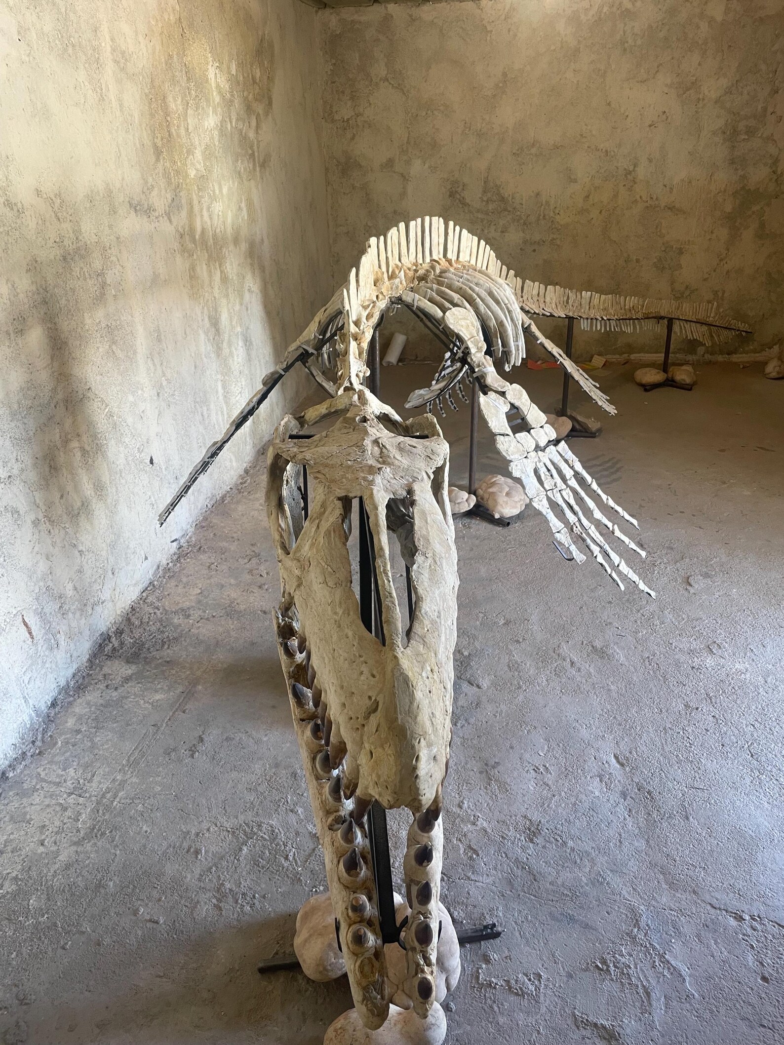 The Mosasauru Skeleton 8 Meters - Etsy