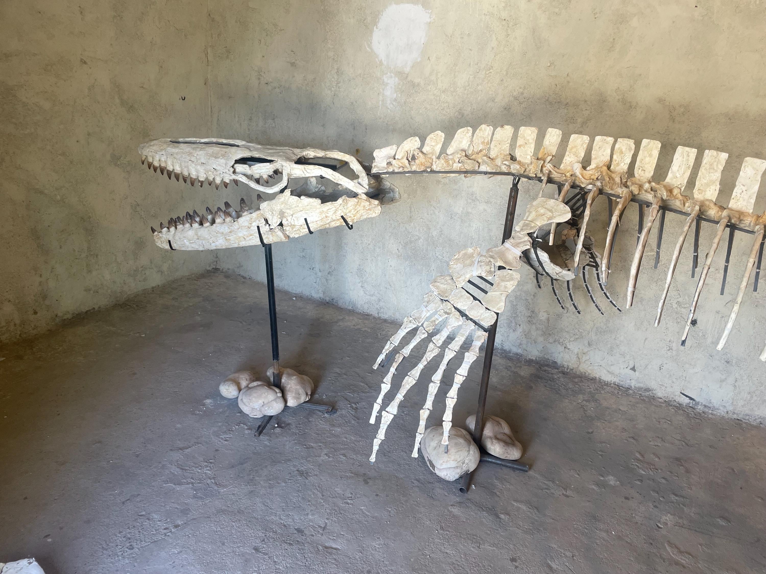 The Mosasauru Skeleton 8 Meters - Etsy