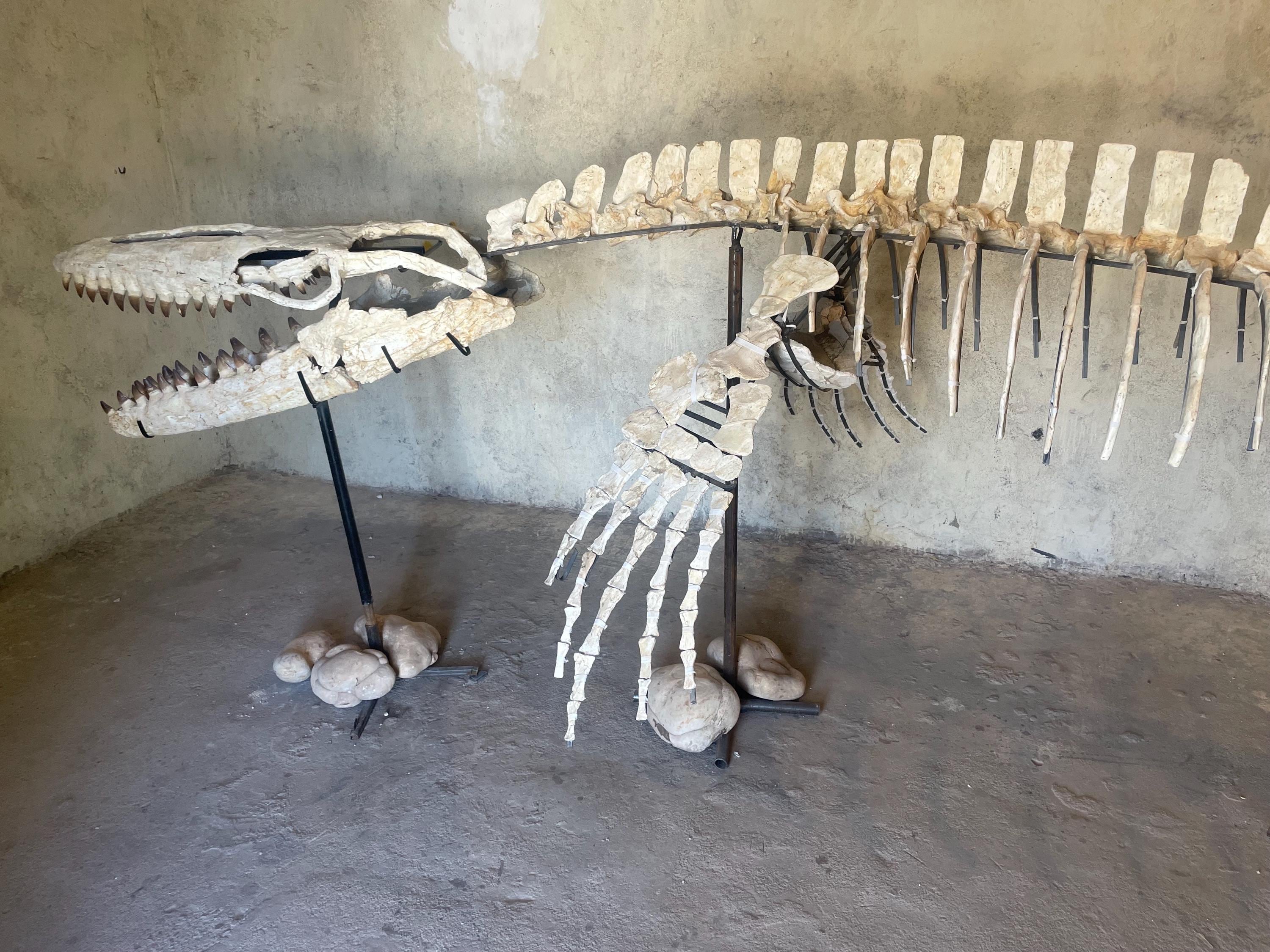 The Mosasauru Skeleton 8 Meters - Etsy