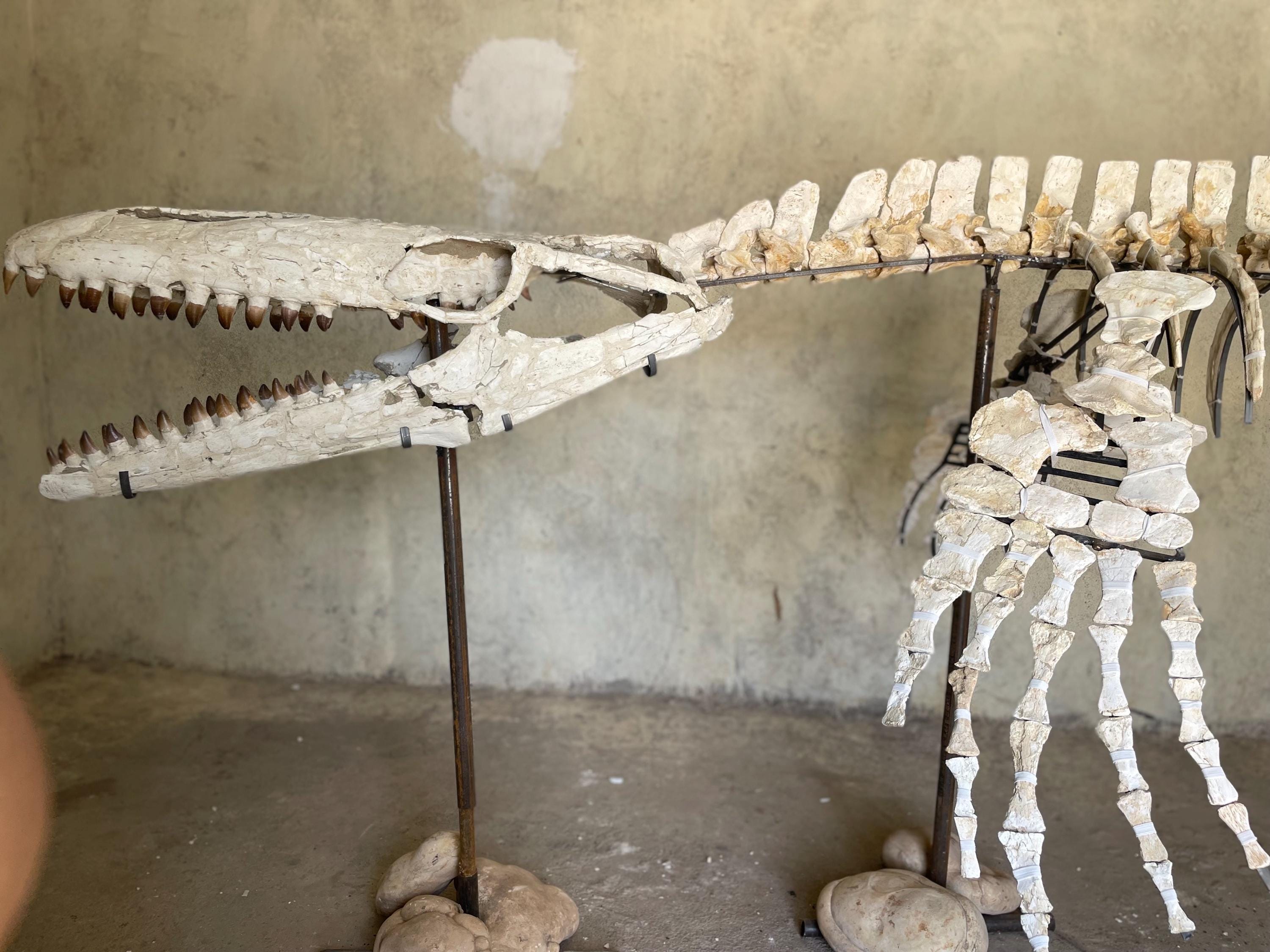 The Mosasauru Skeleton 8 Meters - Etsy