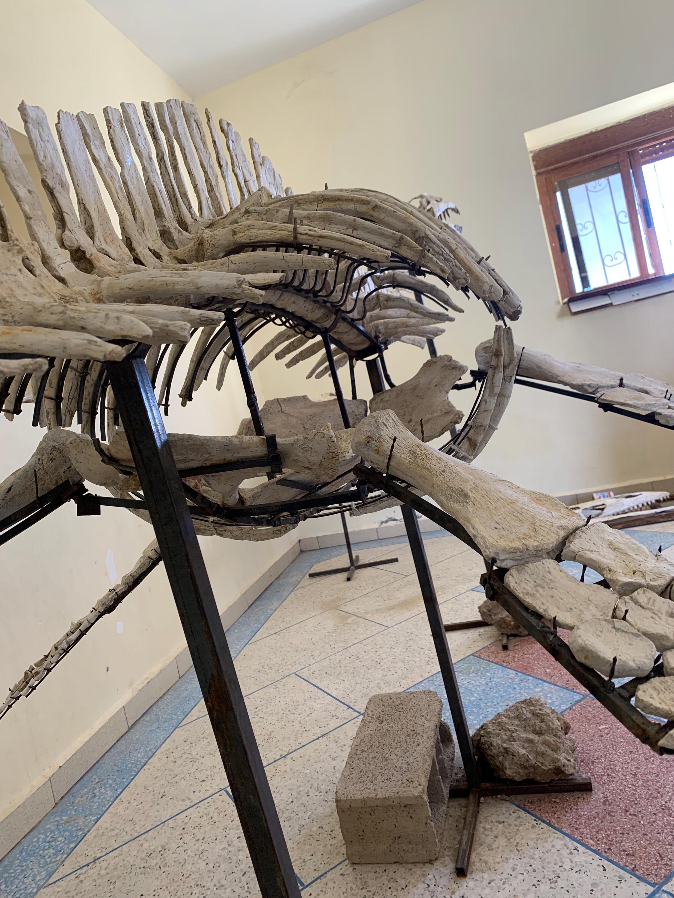 Original Plesiosaur Skeleton: Extinct Marine Reptile (3.5m) - Etsy