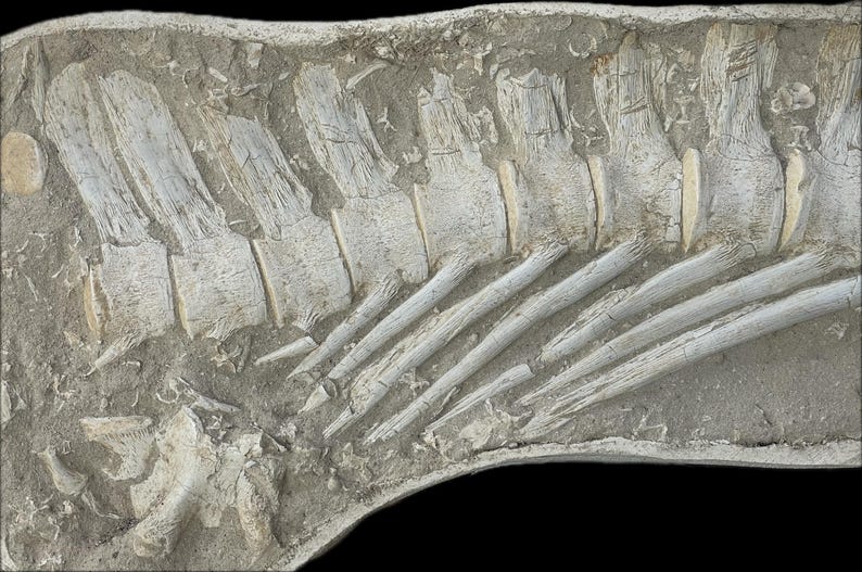 Mosasaurus Vertebrae Fossil: Authentic Cretaceous Marine Predator Bone ...