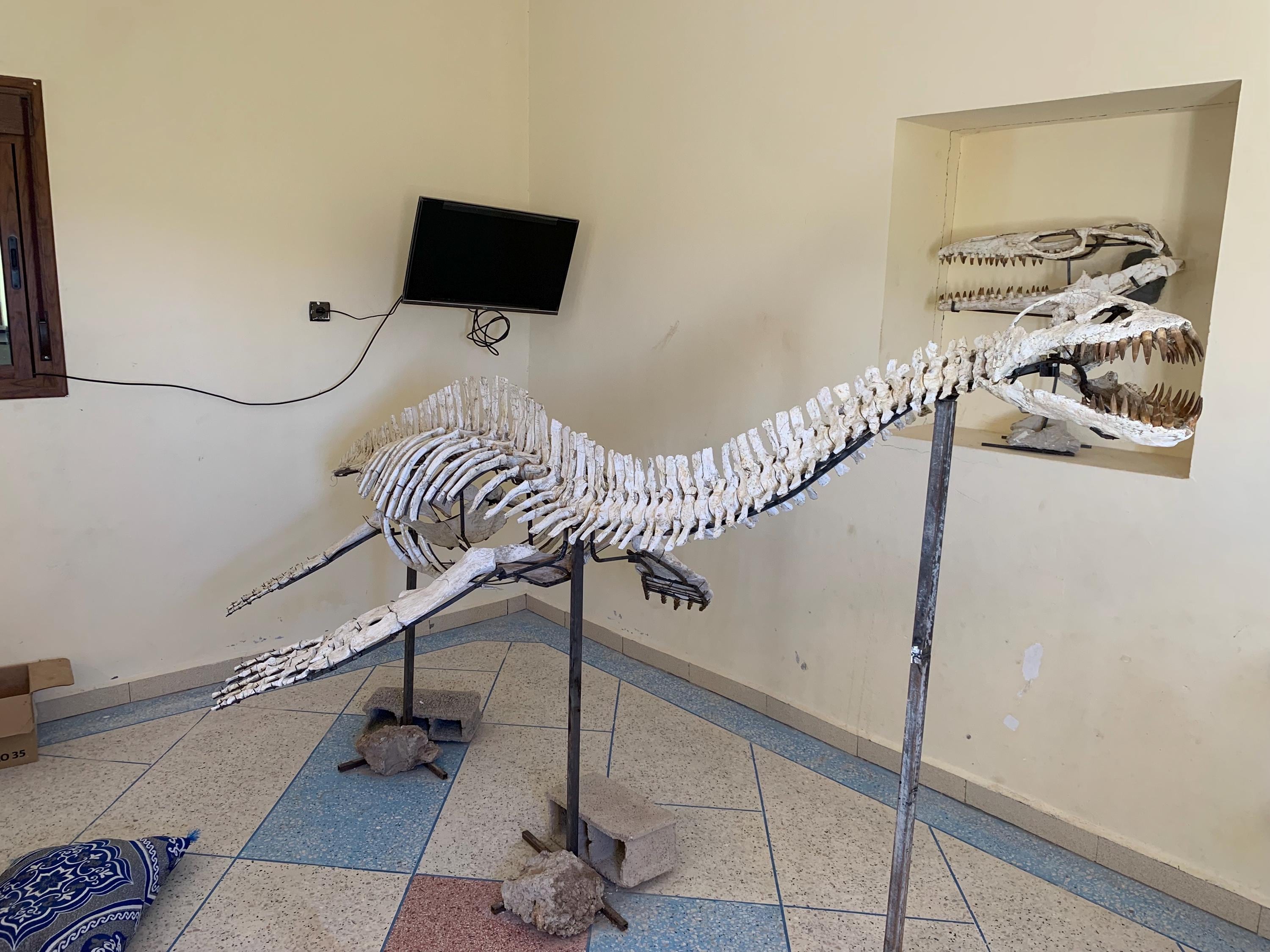 The Plesiosaurs Skeleton - Etsy