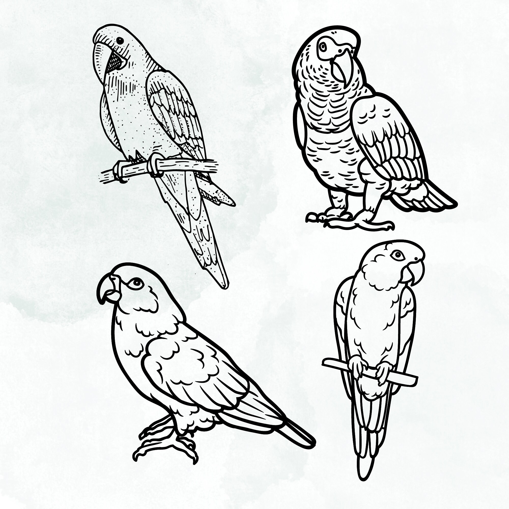 Parrot SVG PNG Digital Download, Parrot Cricut, Parrot Silhouette ...