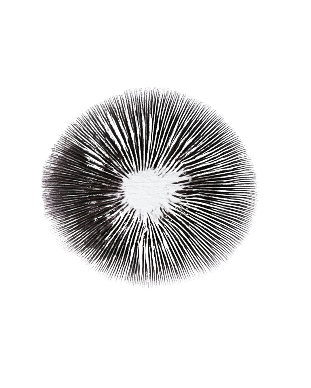 Mushroom Spore Print trinity 1 Downloadable Black and White Botanical ...