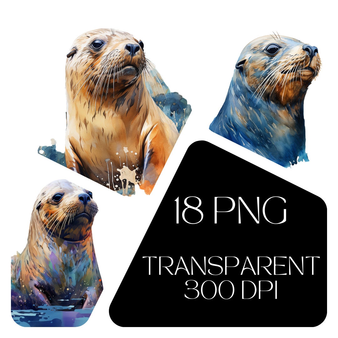 Watercolor Seal Clipart Bundle Ocean Animals Sealions Clipart - Etsy