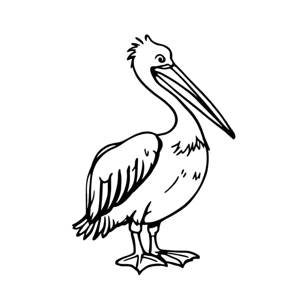 Pelican Simple Line Art SVG / PNG / JPG Clipart - Free Commercial Use ...